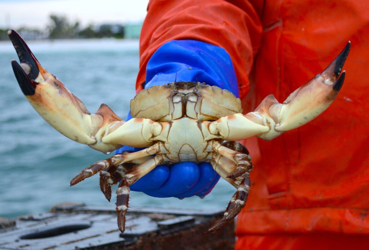 On Anna Maria Island, Sustainable Fishing Is a Sensation – Vacay Network